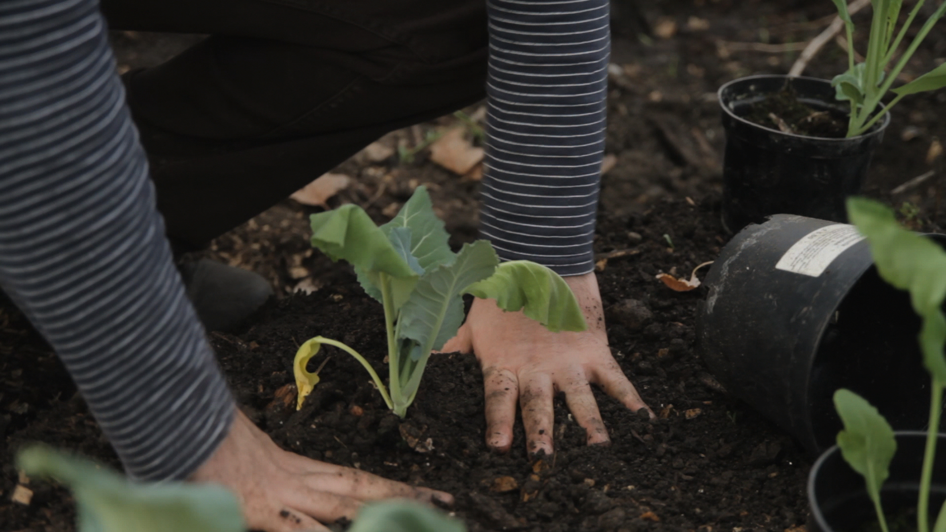 Short Film - Putting Down Roots - Tubby Brother