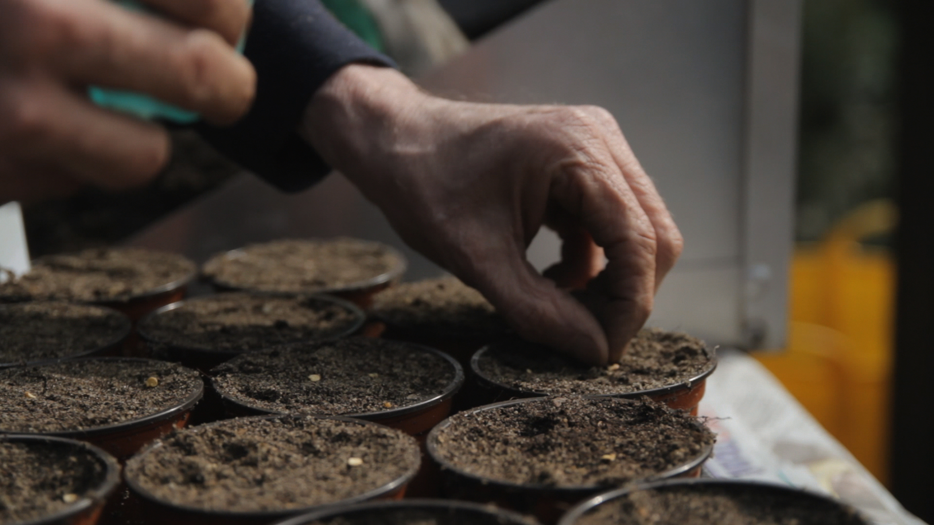 Short Film - Putting Down Roots - Tubby Brother